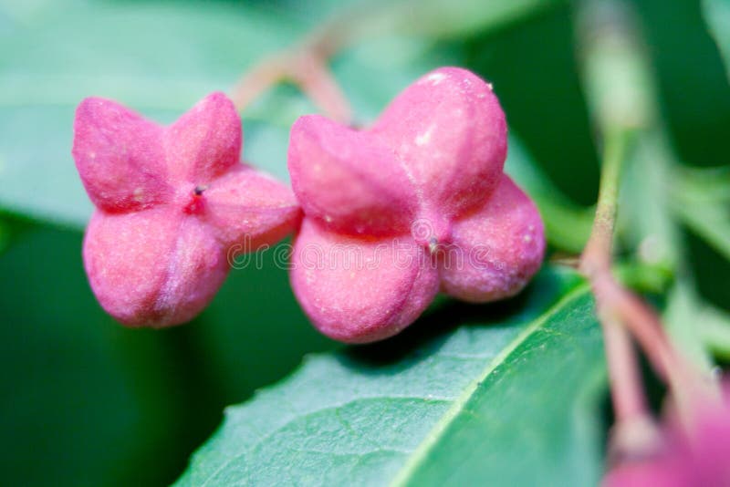 European Spindle Tree, Euonymus Europaeus Stock Photo - Image of orange ...