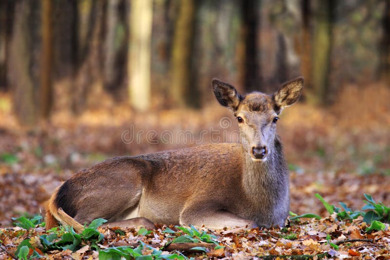 European stag or roe-deer stock photo. Image of capreolus - 36009324