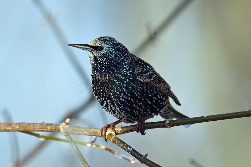 European Starling stock image. Image of exotic, birdwatching - 108119233