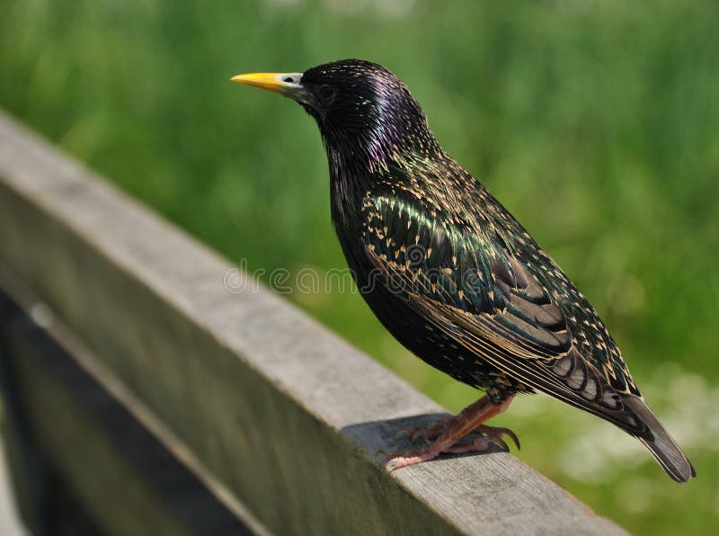 European Starling Map