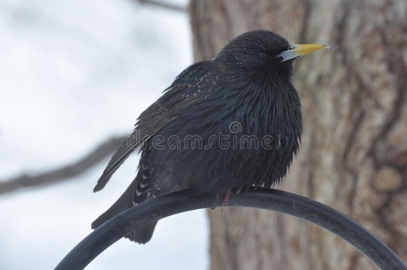 European Starling (Sturnus Vulgaris) - Introduced To North America ...