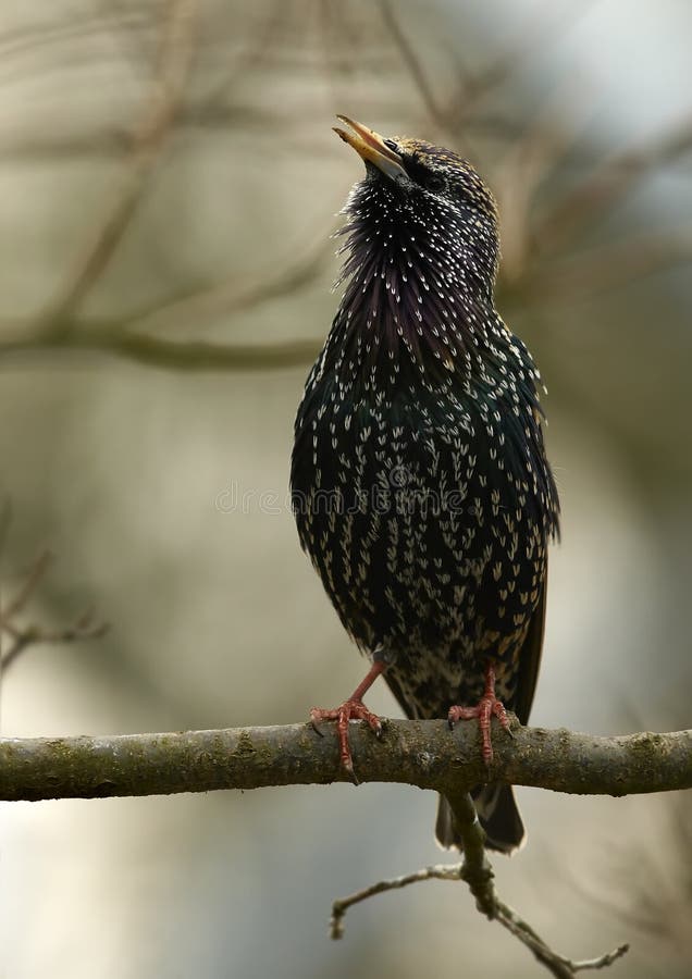 European Starling (Sturnus Vulgaris) Stock Photo - Image of animal ...