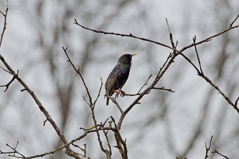 European Starling (Sturnus Vulgaris) - Introduced To North America ...