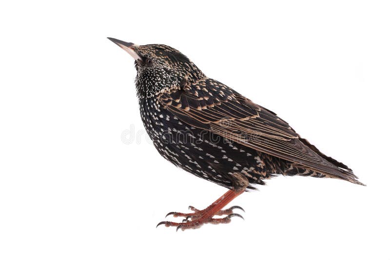 European starling stock photo. Image of sturnus, bird - 30253032