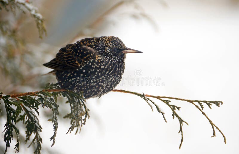 508 European Starling Winter Stock Photos - Free & Royalty-Free Stock ...