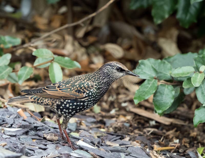 European Starling in Winter Plumage Stock Photo - Image of countryside ...