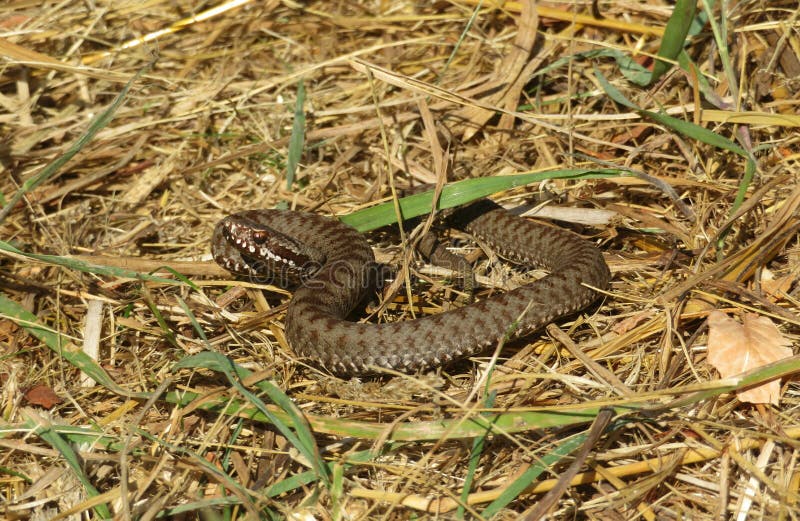 Steppe Viper Snake Stock Photos - Free & Royalty-Free Stock Photos from ...