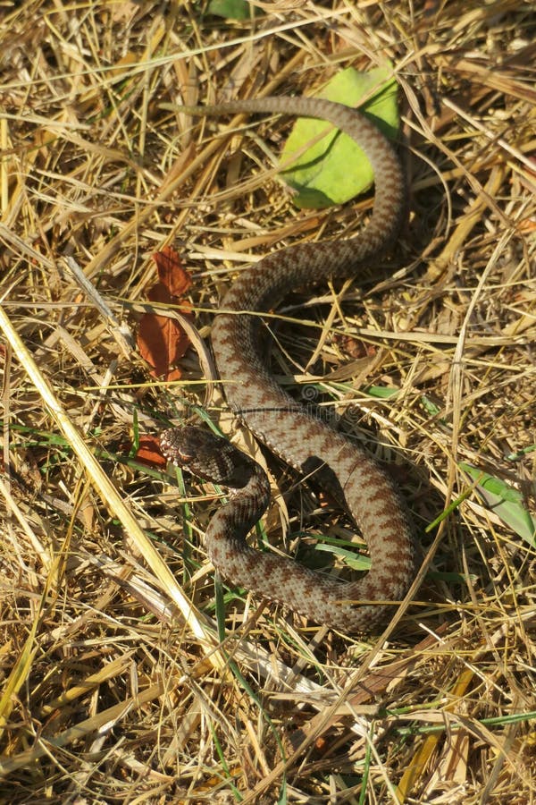 802 Brown Grass Viper Stock Photos - Free & Royalty-Free Stock Photos ...
