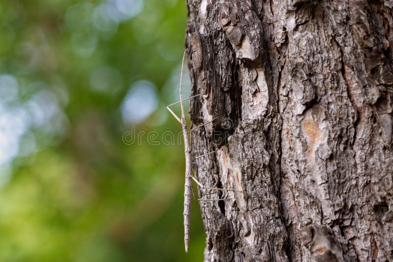 The European Stick Insect on a Pine Tree Stock Photo - Image of ...
