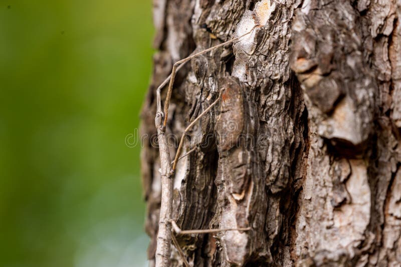 The European Stick Insect on a Pine Tree Stock Image - Image of ...