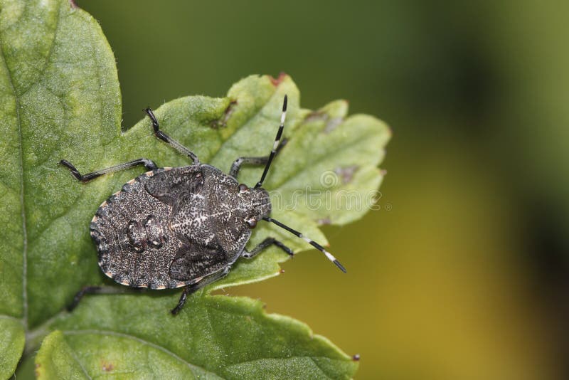 European stink bug stock image. Image of nebulosa, rhaphigaster - 17567771