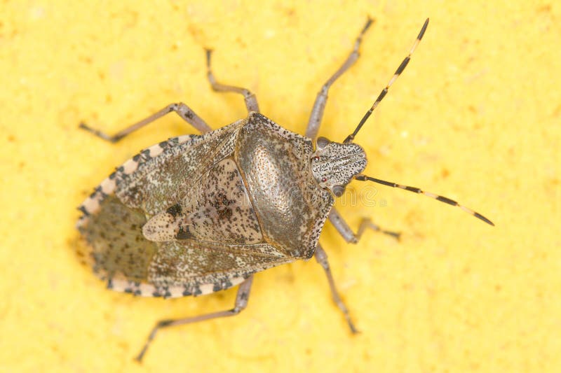 European Stink Bug / Rhaphigaster Nebulosa Stock Image - Image of ...