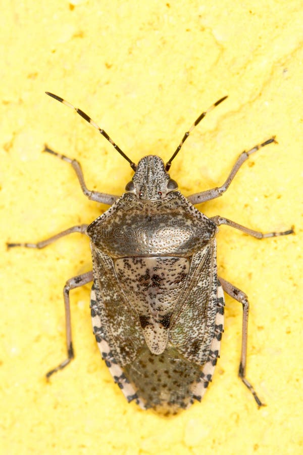 European Stink Bug / Rhaphigaster Nebulosa Stock Image - Image of ...