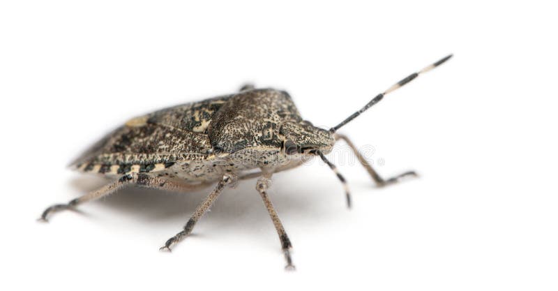 European Stink Bug / Rhaphigaster Nebulosa Stock Image - Image of ...