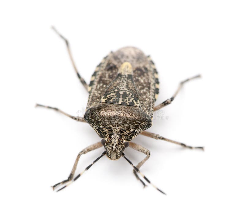 European Stink Bug, Rhaphigaster Nebulosa Stock Photo - Image of ...