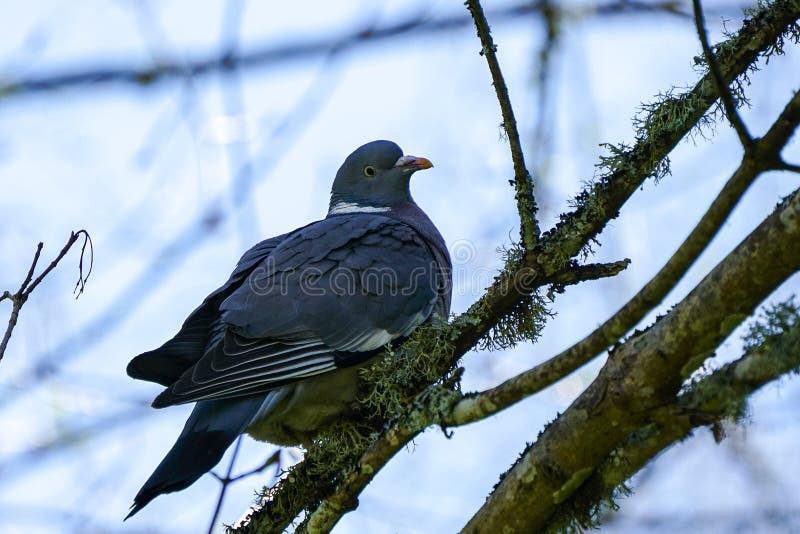 European Stock Dove, Columba Oenas, in a Natural Habitat on a Lichen ... European Stock Dove, Columba Oenas, in a Natural Habitat on a Lichen ...