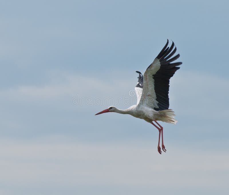 Flying Arrow. White Stork in Flight. Danube Delta, Landmark Attraction ...