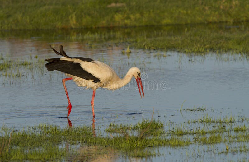 European Stork, Ciconia, in Natural Environment Stock Image - Image of ...