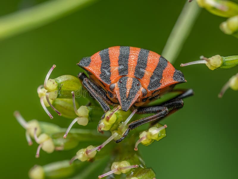 European Striped Shield Bug on a Plant Stem Stock Image - Image of ...