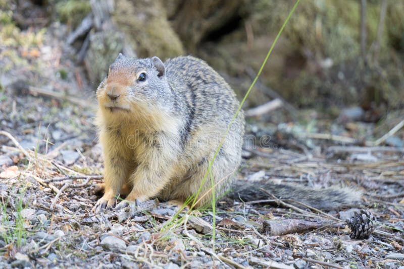 European Suslik Gopher or Ground Squirrel in the Wilderness Outside ...
