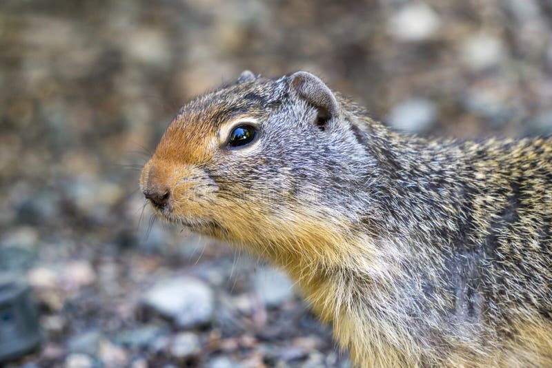 European Suslik Gopher or Ground Squirrel in the Wilderness Outside ...