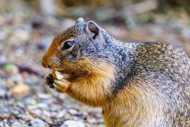 European Suslik Gopher or Ground Squirrel in the Wilderness Outside ...
