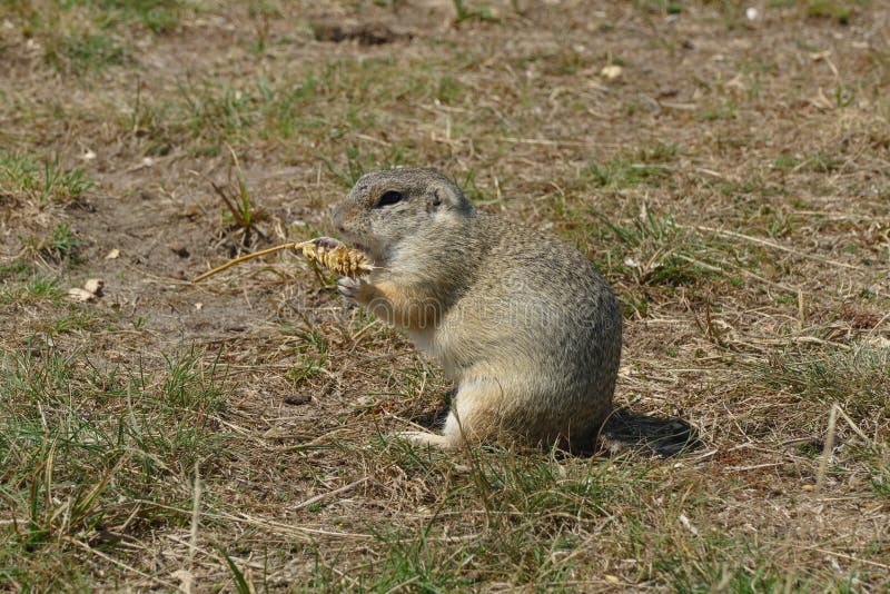 European suslik stock photo. Image of cute, citellus - 121378948