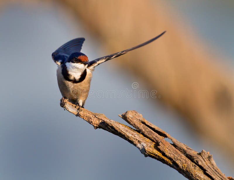 European Swallow stock photo. Image of european, feathers - 22408538