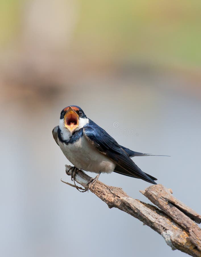European Swallow Bird Flying in a Clear Blue Sky Stock Image - Image of ...