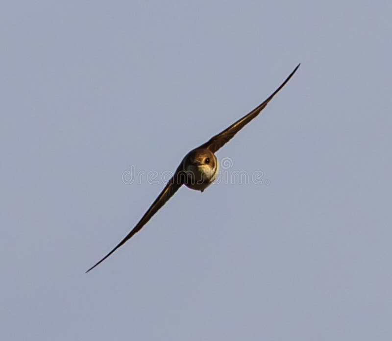European Swallow Bird Flying in a Clear Blue Sky Stock Image - Image of ...
