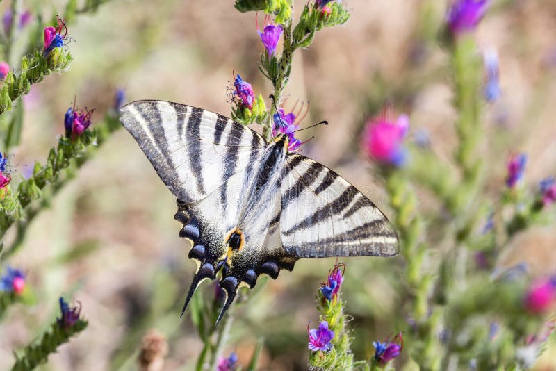 European Swallowtail Butterfly Papilio Machaon. Stock Image - Image of ...