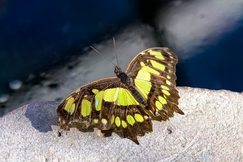 European Swallowtail Ready for Take Off Stock Photo - Image of german ...