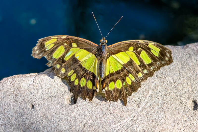 European Swallowtail Ready for Take Off Stock Image - Image of ...