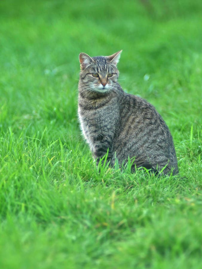 European Tabby Cat in a Green Meadow, Stock Photo - Image of feline ...