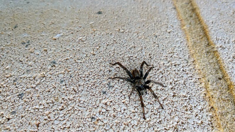 European Wolf Spider or False Tarantula Hogna Radiata. Macro. on White ...