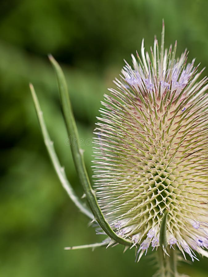 European Teazel Stock Photos - Free & Royalty-Free Stock Photos from ...