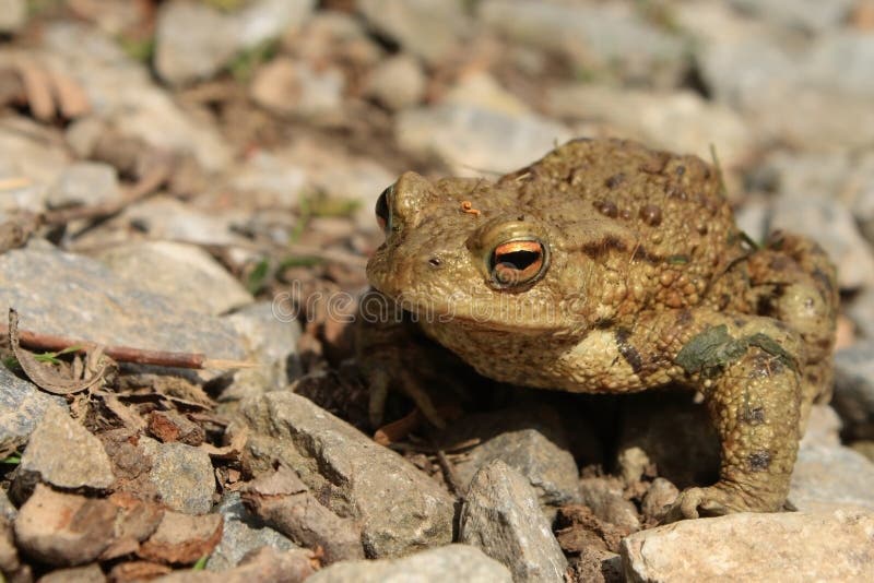 European toad stock image. Image of toad, stone, springtime - 14167351