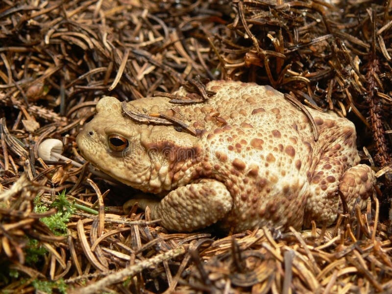 European Toad, Bufo Bufo 15 Mm Baby Stock Photo - Image of animal, bufo ...