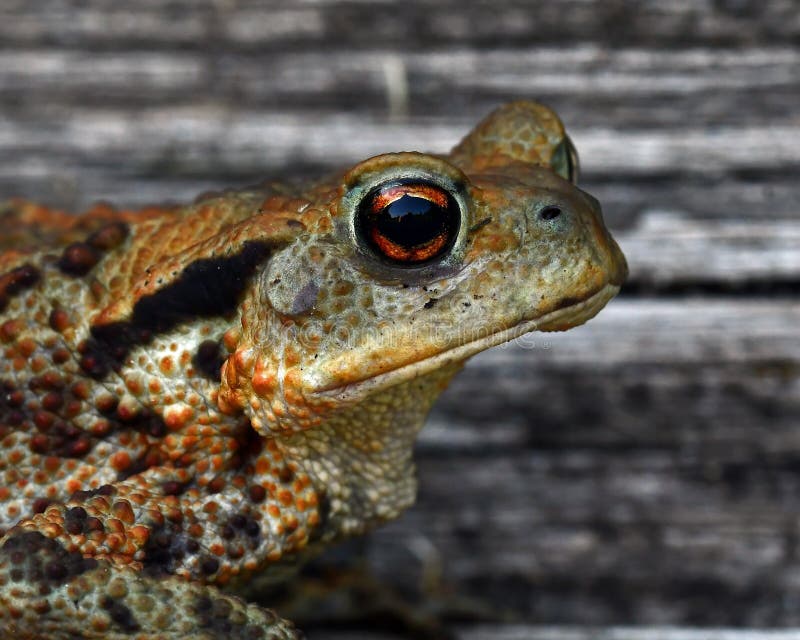 European Toad, Bufo Bufo 15 Mm Baby Stock Photo - Image of green ...