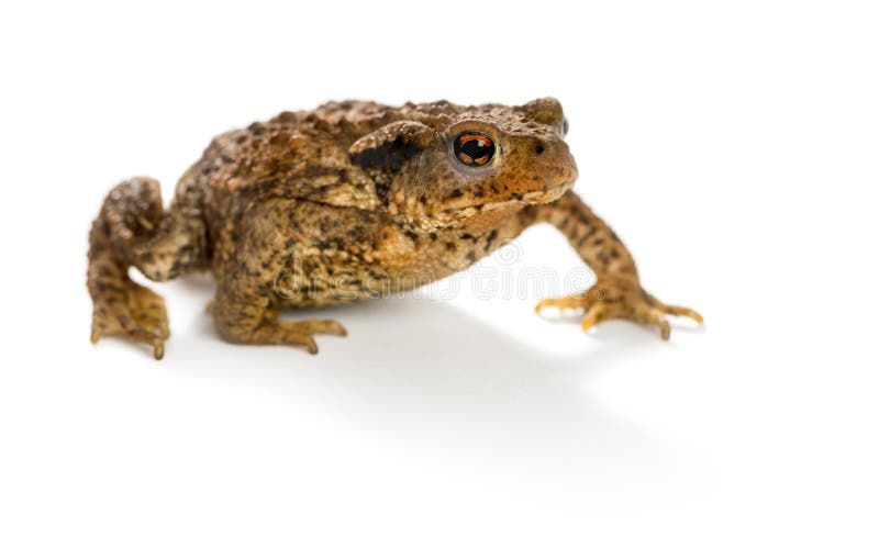 European Toad, Bufo Bufo 15 Mm Baby Stock Image - Image of green ...