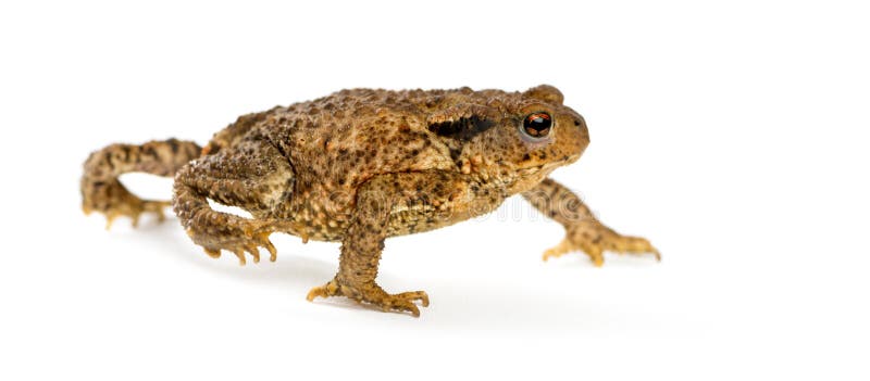 European Toad, Bufo Bufo 15 Mm Baby Stock Image - Image of background ...