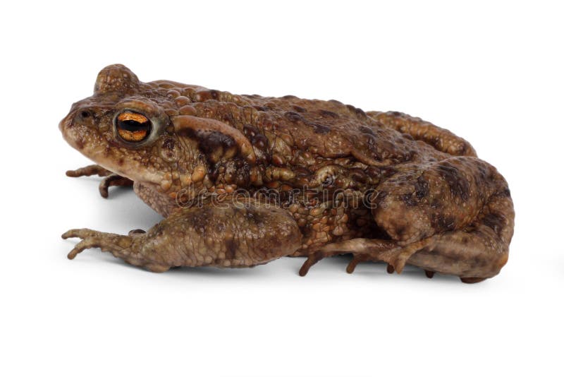 Toad on white background stock image. Image of grumpy - 144215935