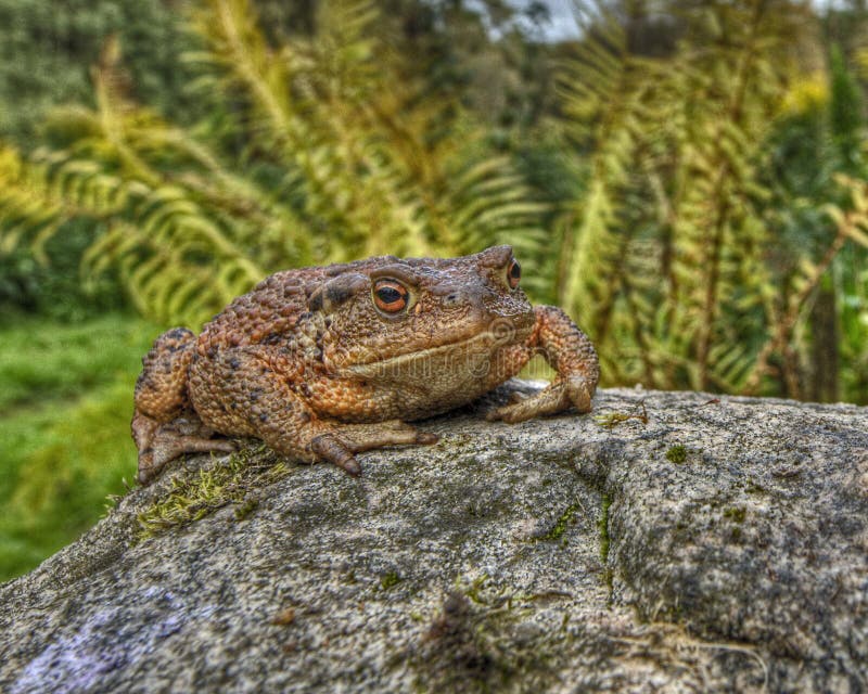 European Toad, Bufo Bufo in HDR Stock Photo - Image of common, europe ...