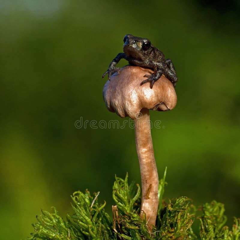 Baby common toad Bufo bufo stock photo. Image of looking - 141806790