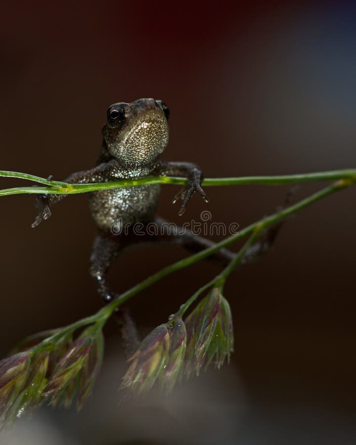European Toad, Bufo Bufo 15 Mm Baby Stock Photo - Image of insect ...