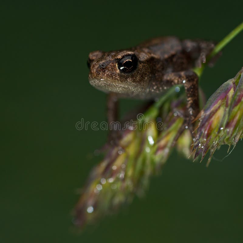 European Toad, Bufo Bufo 15 Mm Baby Stock Image - Image of beneficial ...