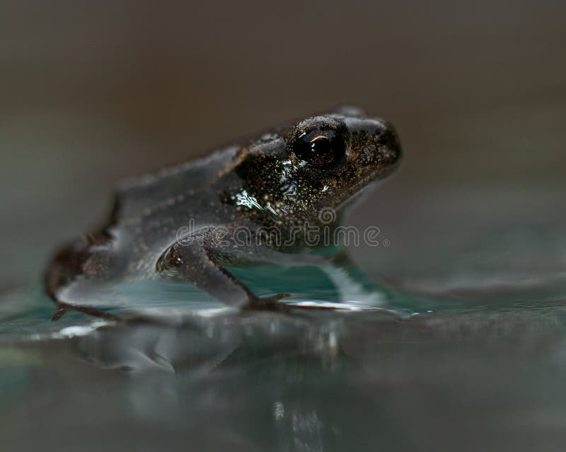 Baby common toad Bufo bufo stock photo. Image of nature - 141806822