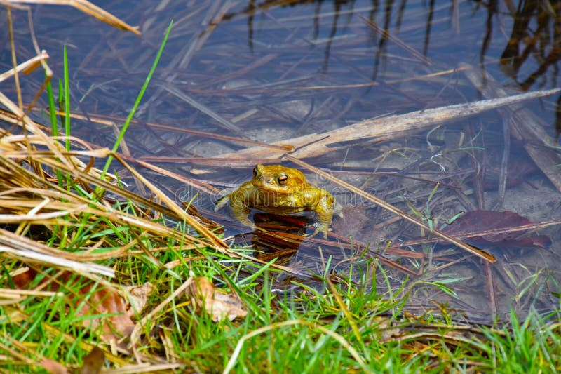 European toad (Bufo bufo) stock image. Image of amphibia - 370050747