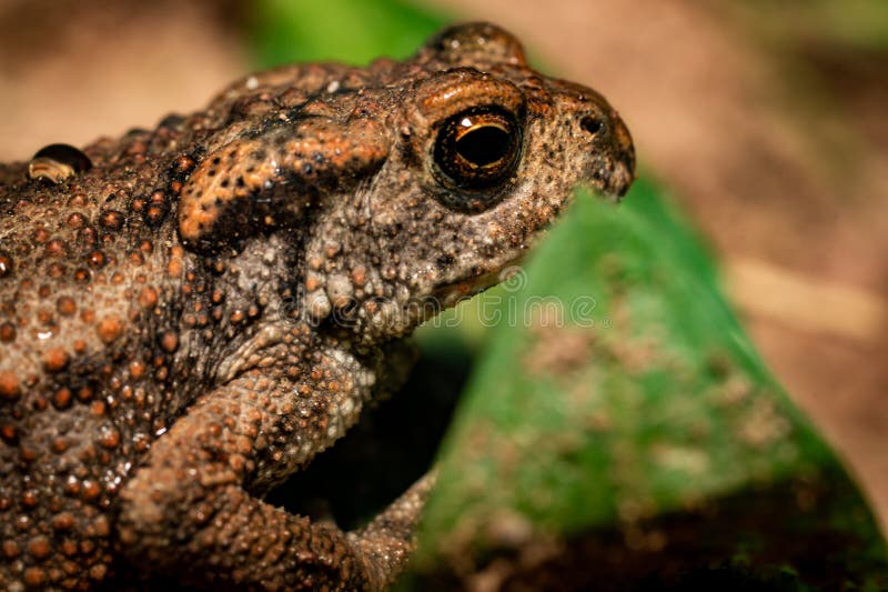 European toad stock image. Image of brown, europa, habitat - 229052391