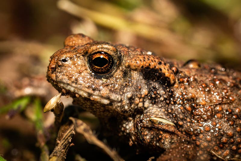 European toad stock image. Image of jump, natural, biology - 229052397